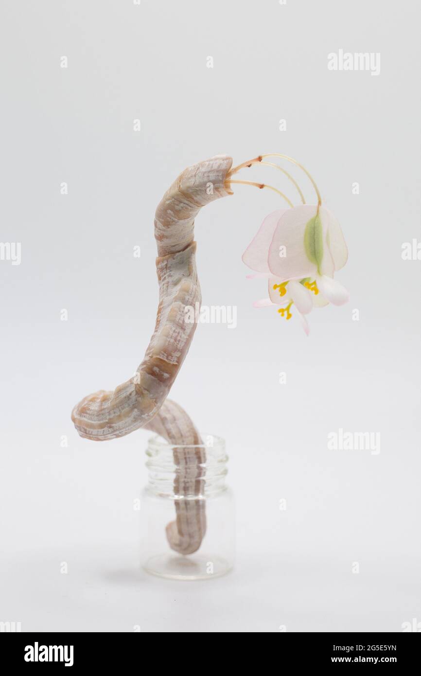 Tiny begonia erythrophylla flowers in a twisted worm shell Stock Photo ...