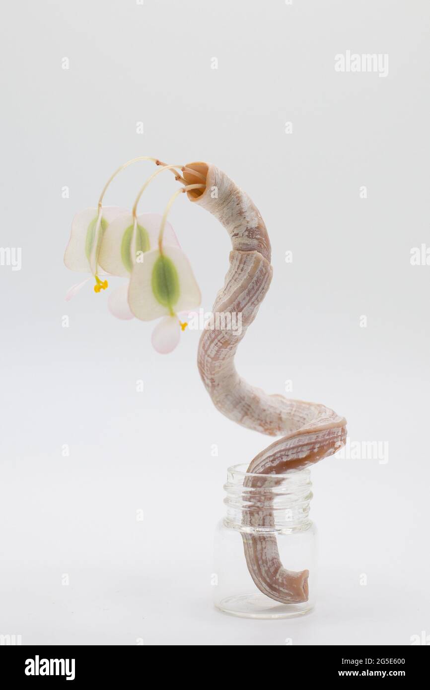 Tiny begonia erythrophylla flowers in a twisted worm shell Stock Photo ...