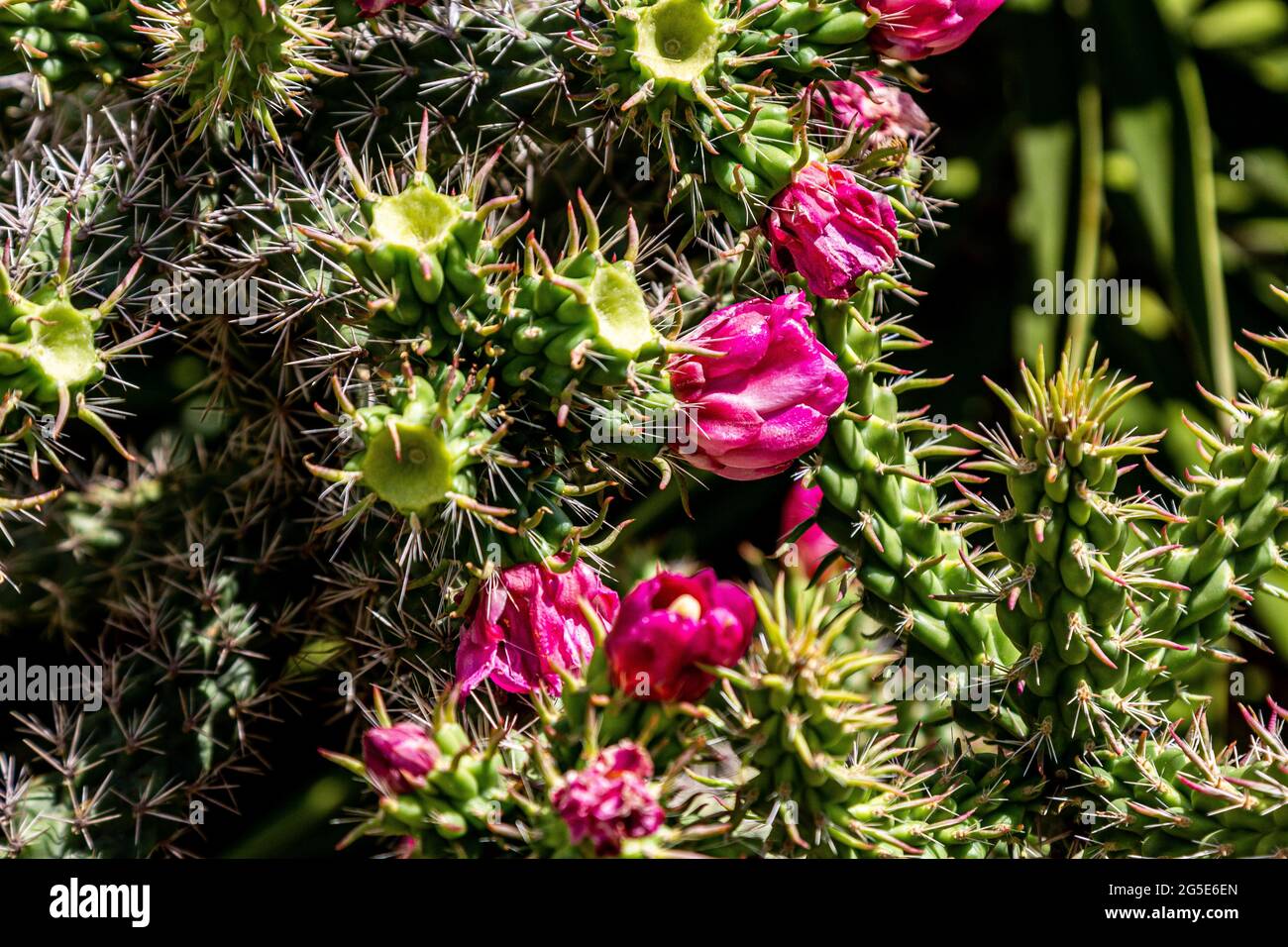Blossoming cactus. A close-up of a flowering cactus. Cactus flowers ...