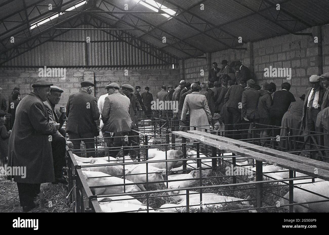 1960s, historical, farmers and livestock buyers inside an enclosed ...