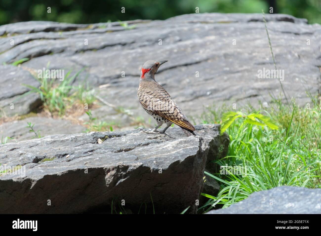 a northern yellow-shafted flicker, an American, migrating woodpecker ...