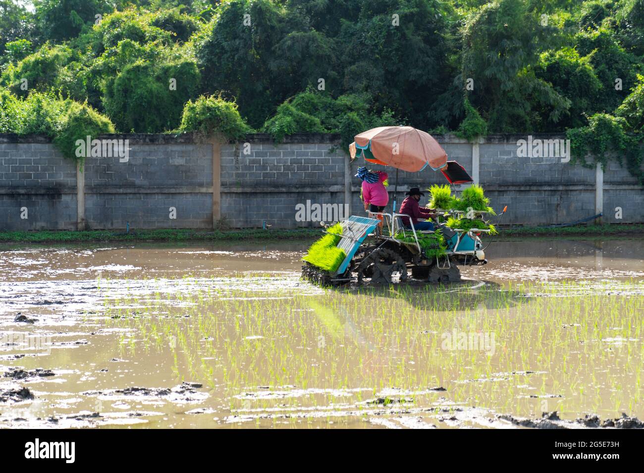 Transplanter plant rice hi-res stock photography and images - Alamy