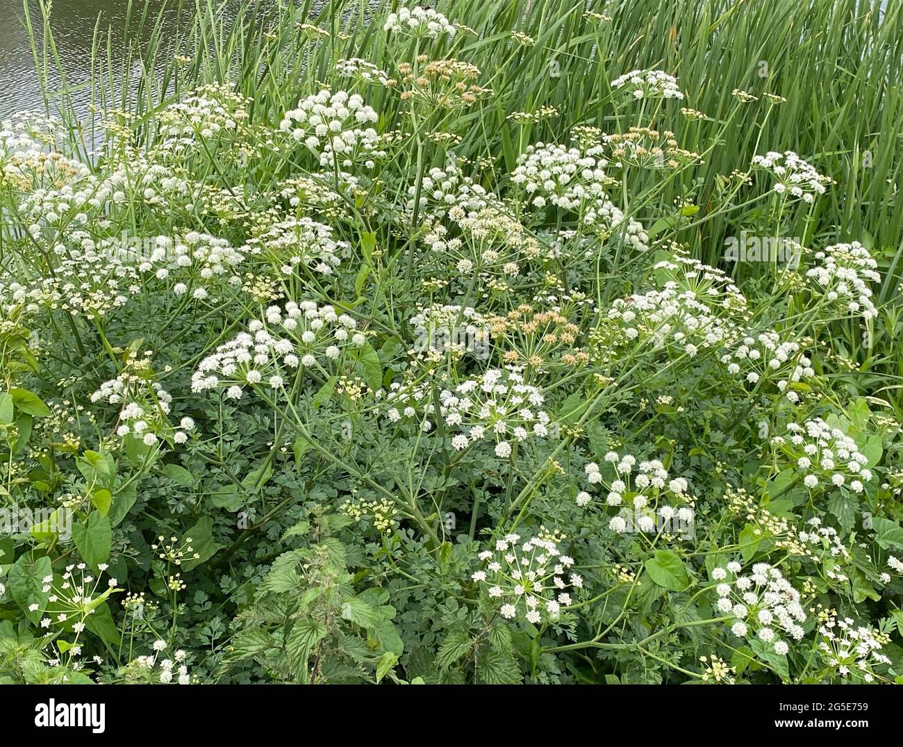 Perennial water hi-res stock photography and images - Alamy