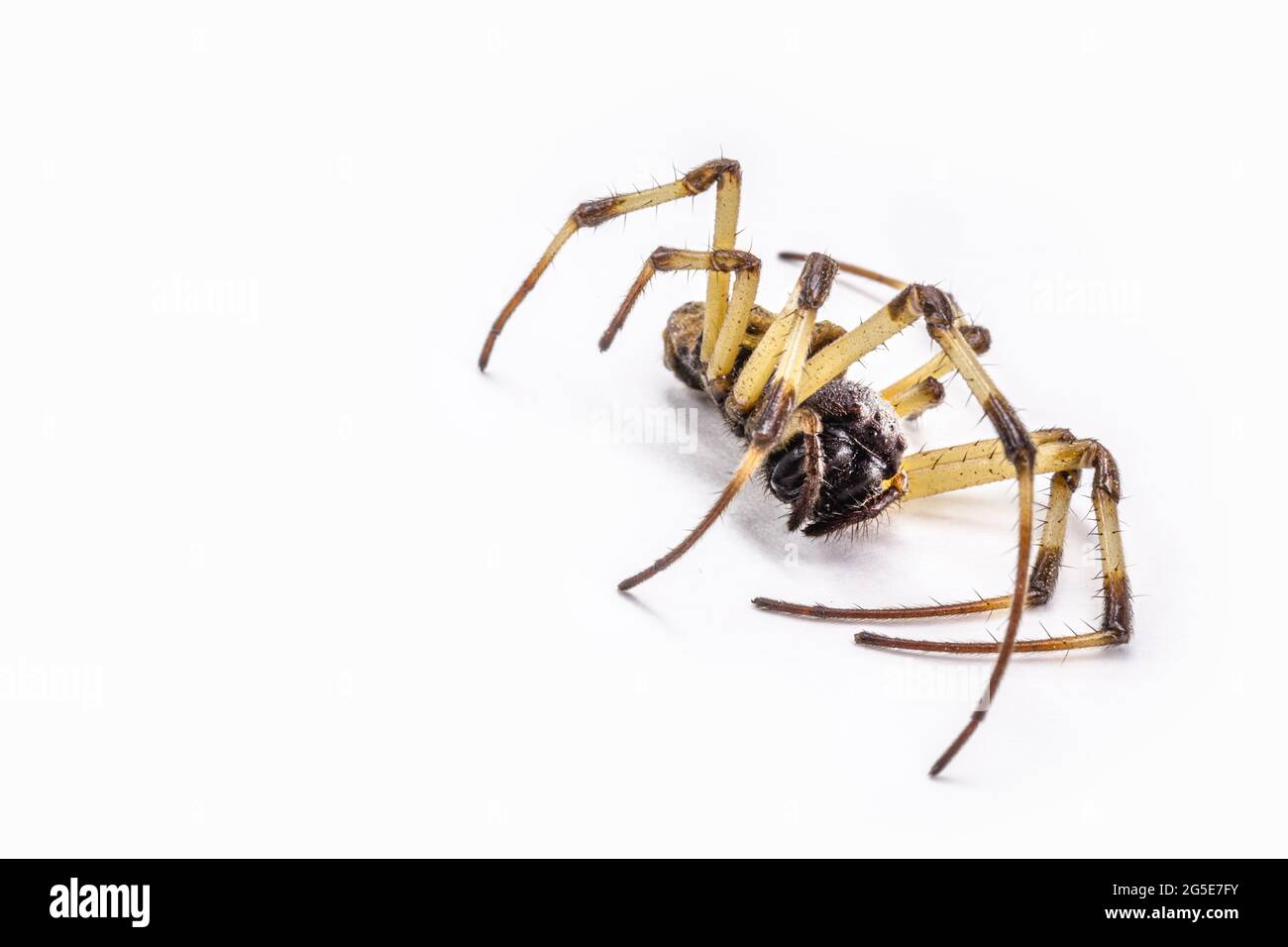 Dead deadly spider isolated on hi-res stock photography and images - Alamy