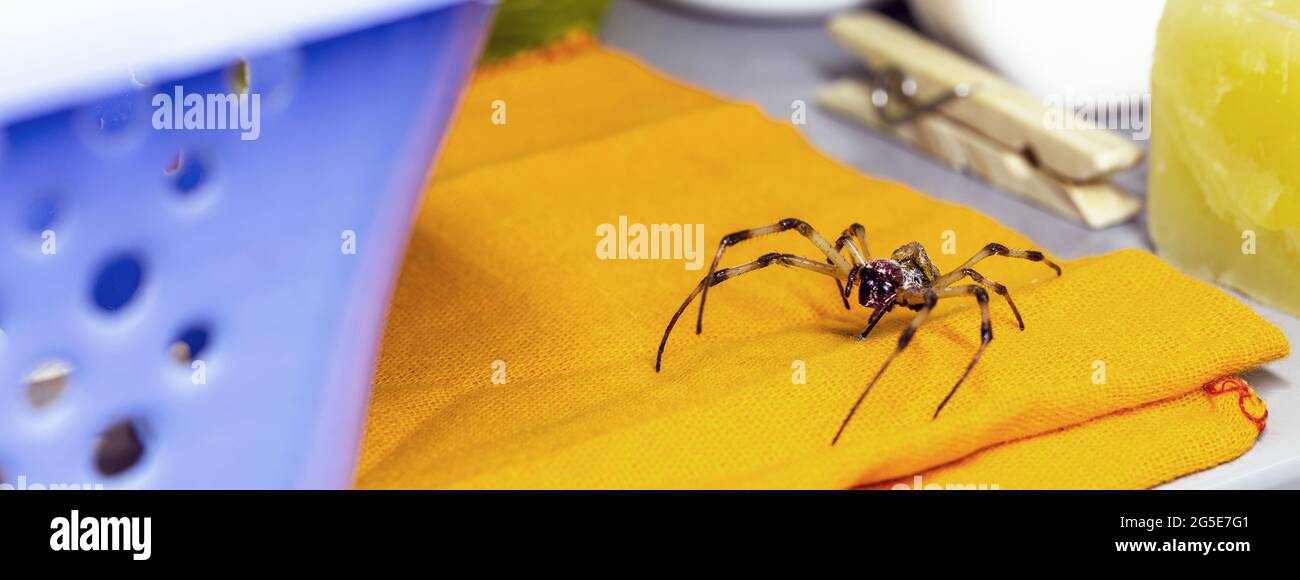 spider walking on laundry shelf, beware of venomous animals Stock Photo ...