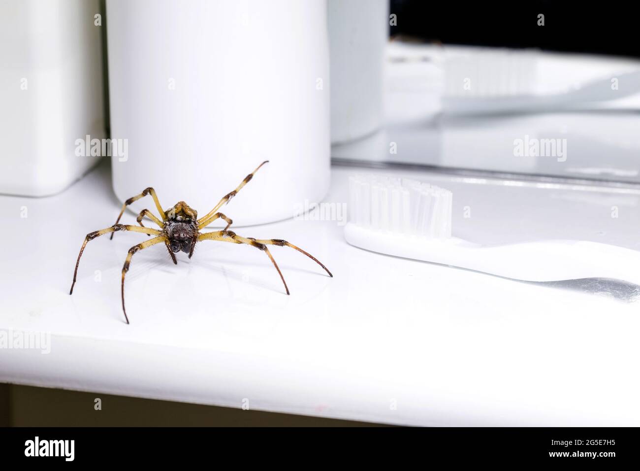 big spider walking inside a bathroom sink, venomous animal, pest ...