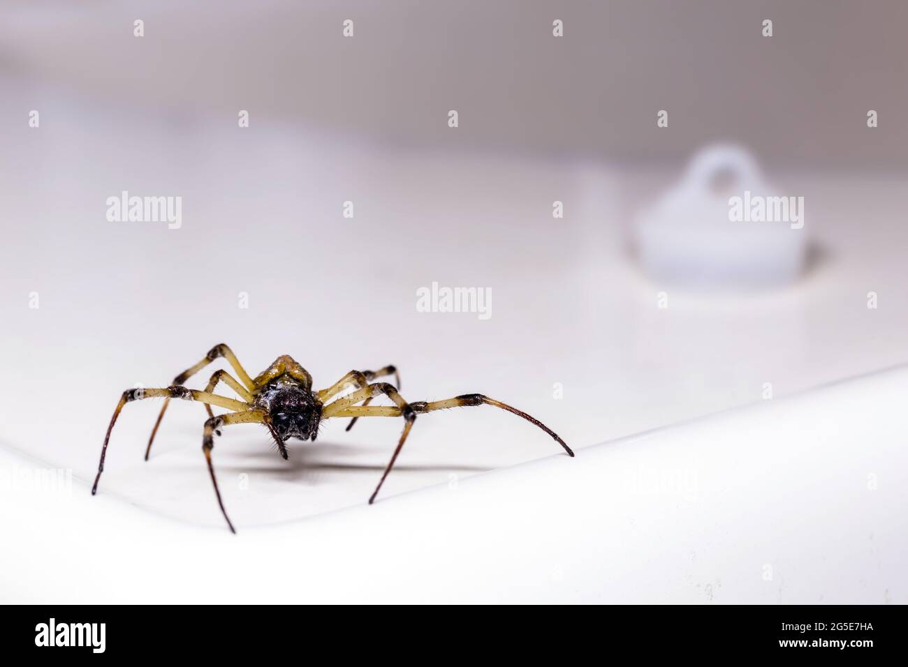 big spider walking inside a bathroom sink, venomous animal, pest ...