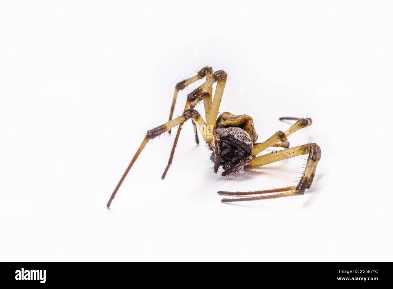 closeup of large dead spider on isolated white background, concept of ...