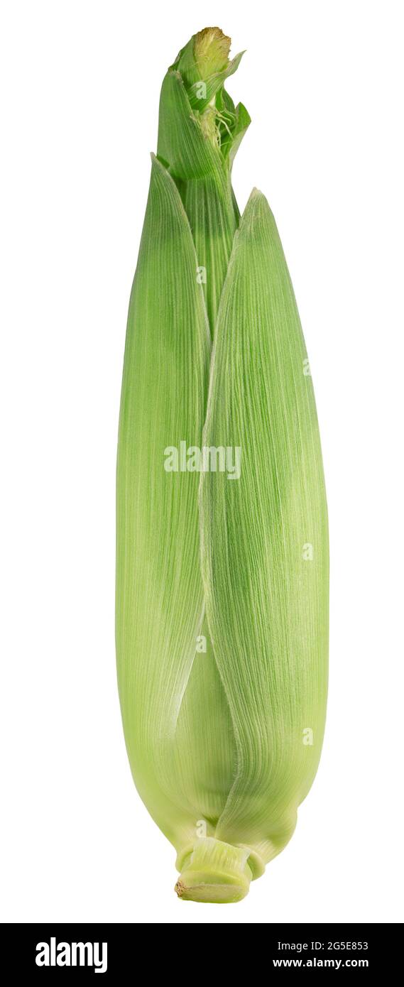 corn ear isolated on a white background Stock Photo - Alamy