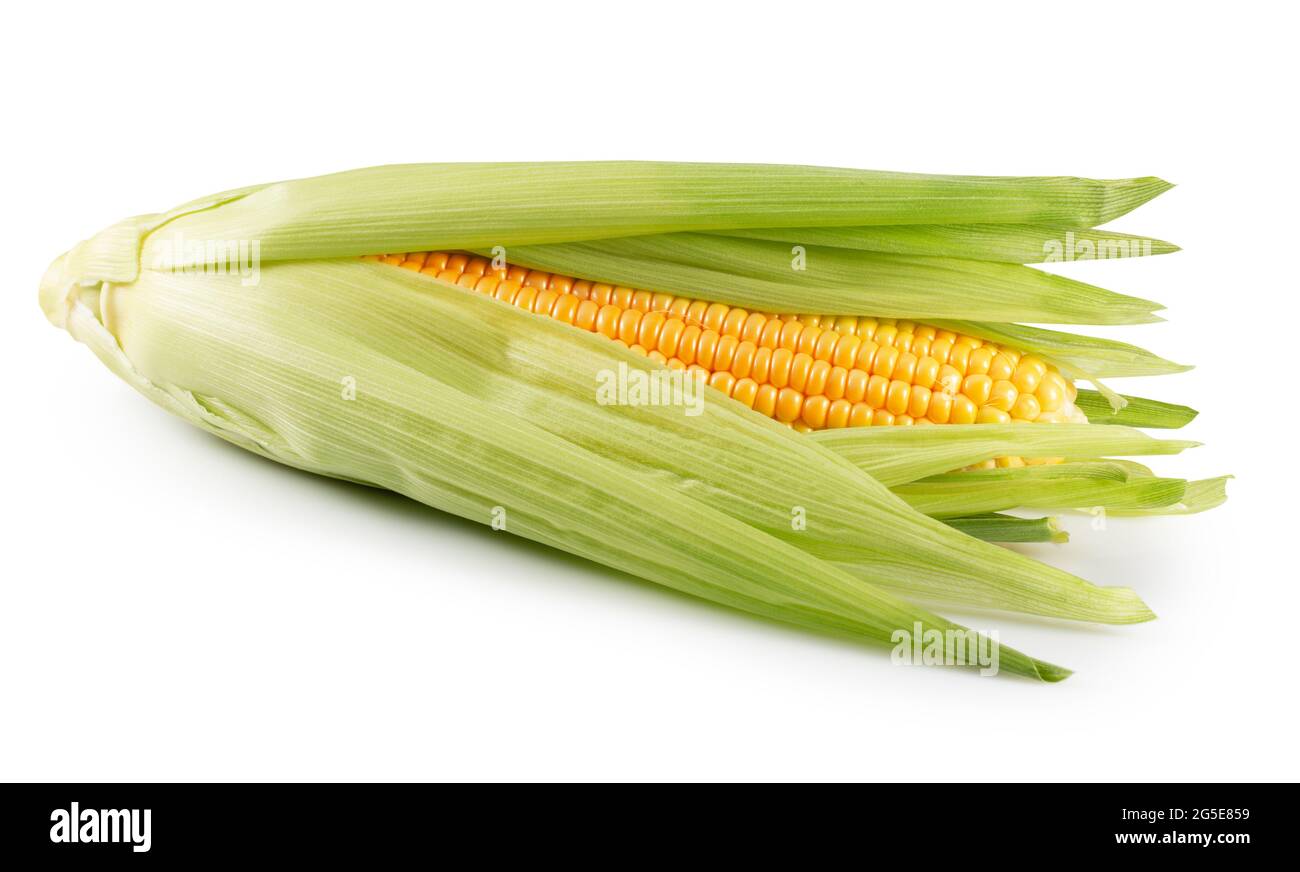 corn ear isolated on a white background Stock Photo - Alamy