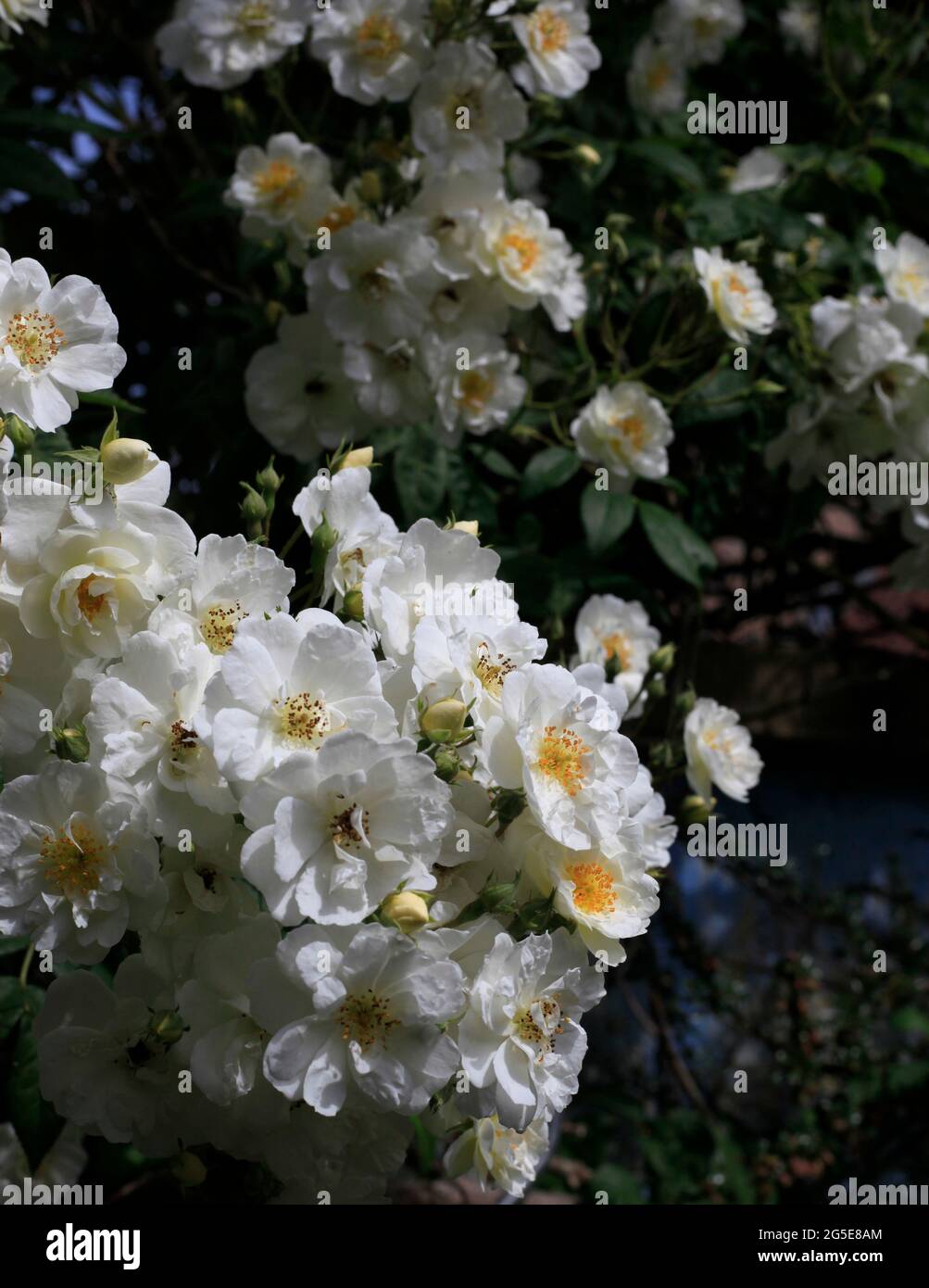 Rose rambling rector hi-res stock photography and images - Alamy
