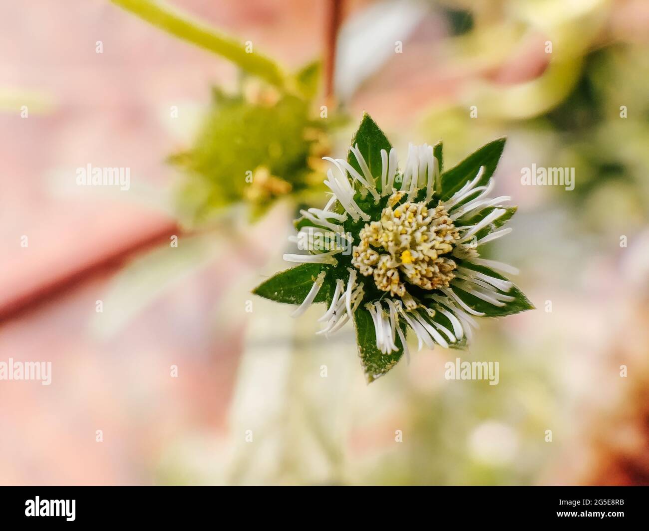 éclipta hi-res stock photography and images - Alamy