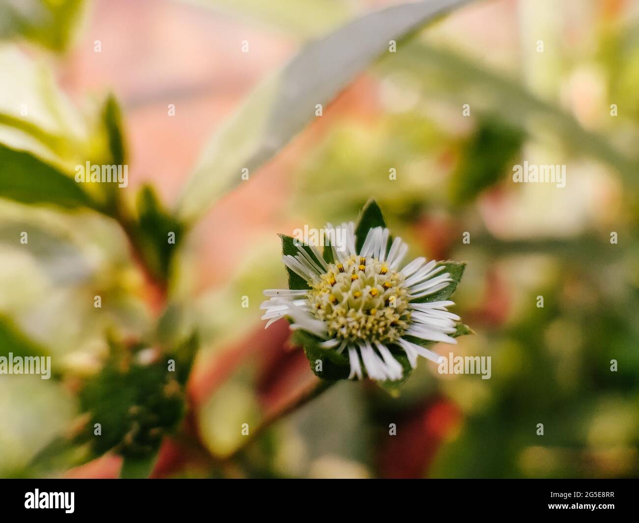 False daisy hi-res stock photography and images - Alamy