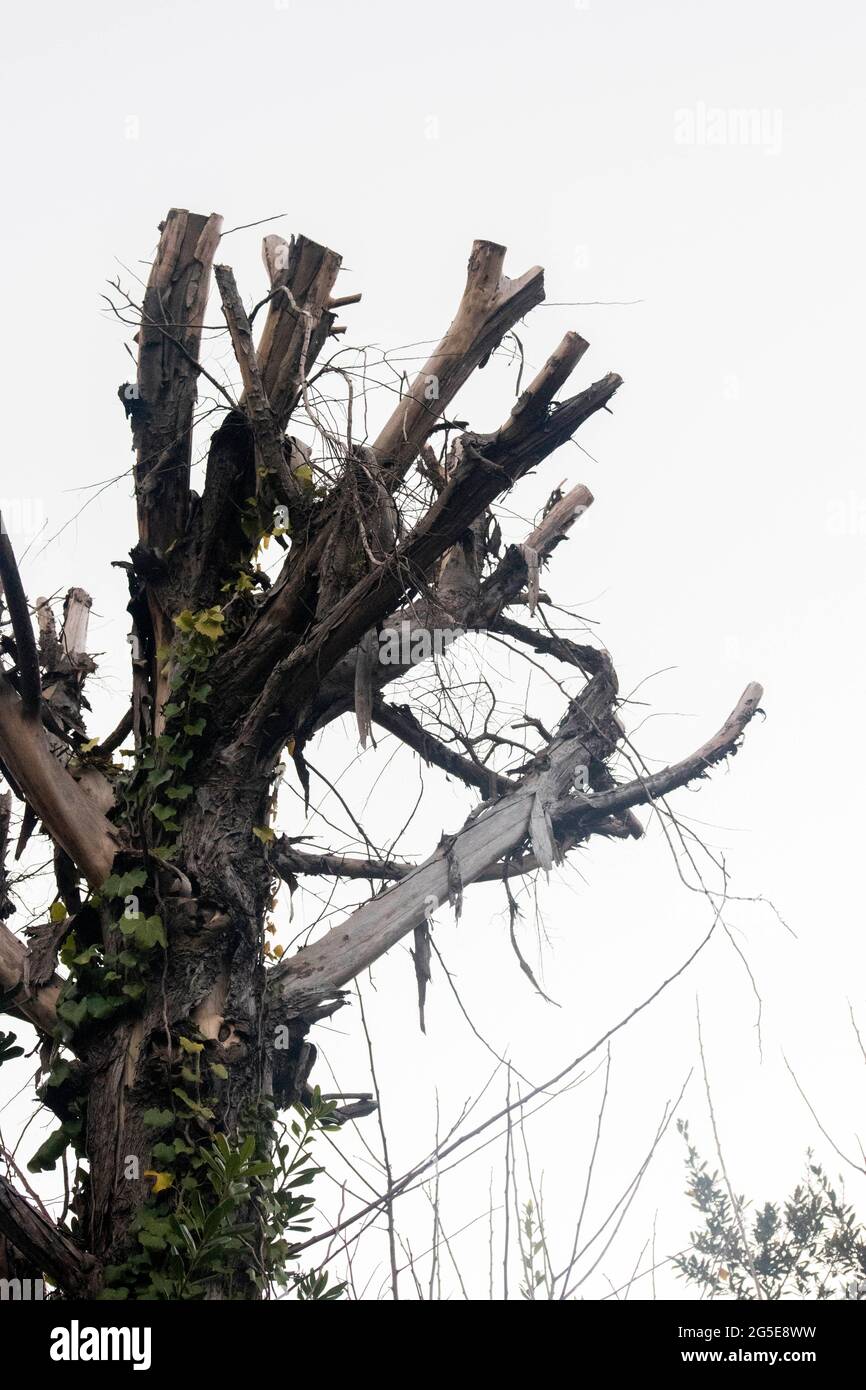 Branches tree winter without leaves hi-res stock photography and images ...