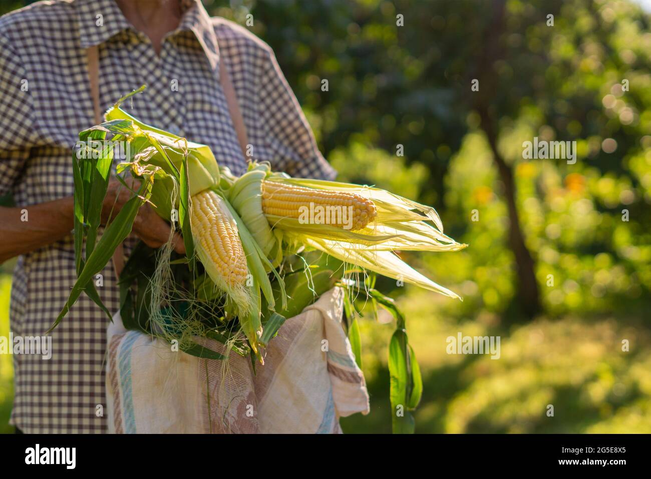 senior woman remove raw fresh corn skin on the farm Stock Photo - Alamy
