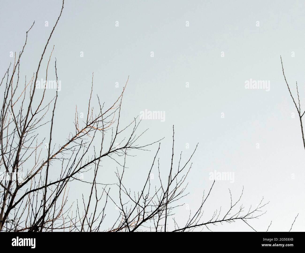 Branches of the tree hi-res stock photography and images - Alamy