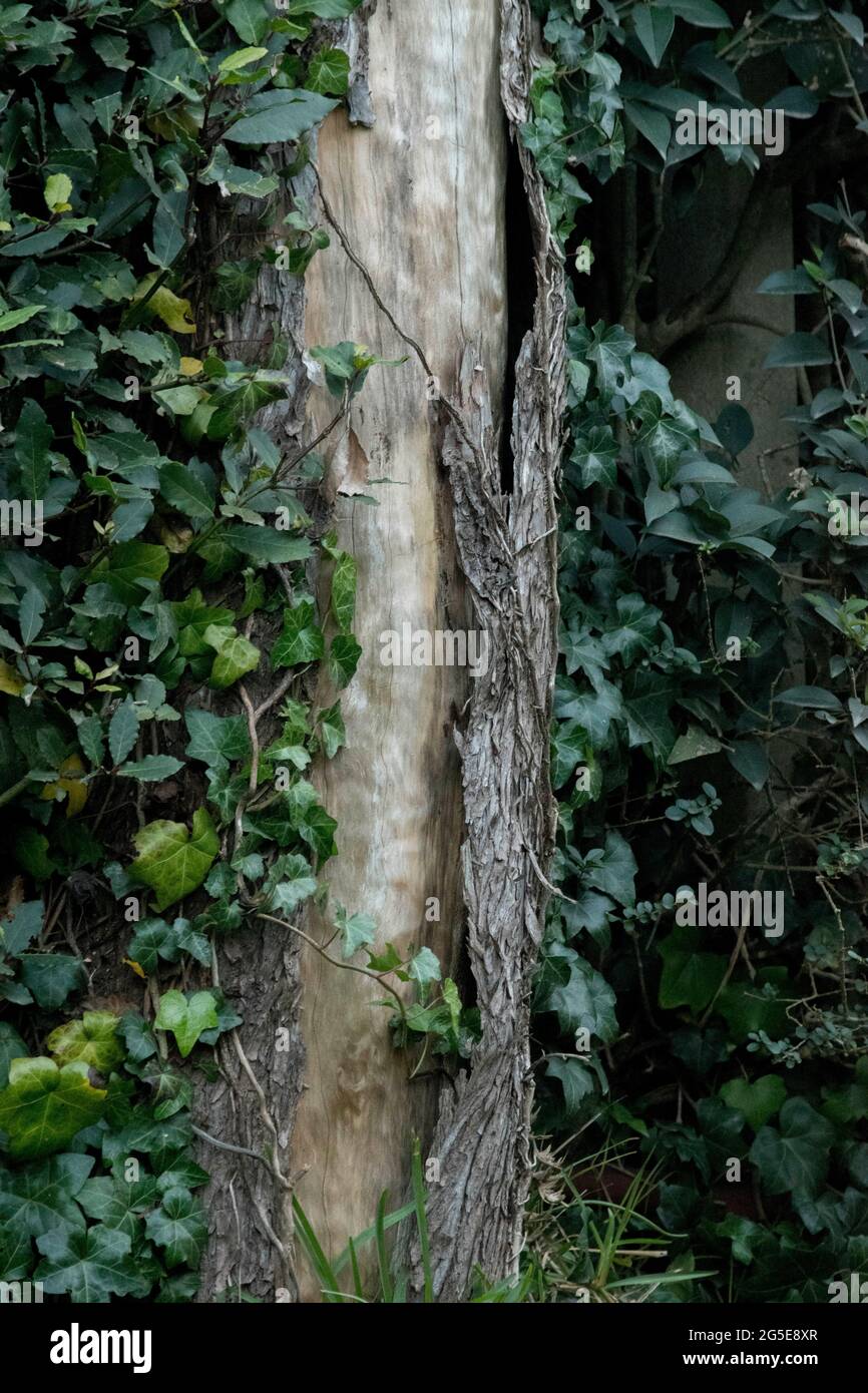 Creeper plant hi-res stock photography and images - Alamy