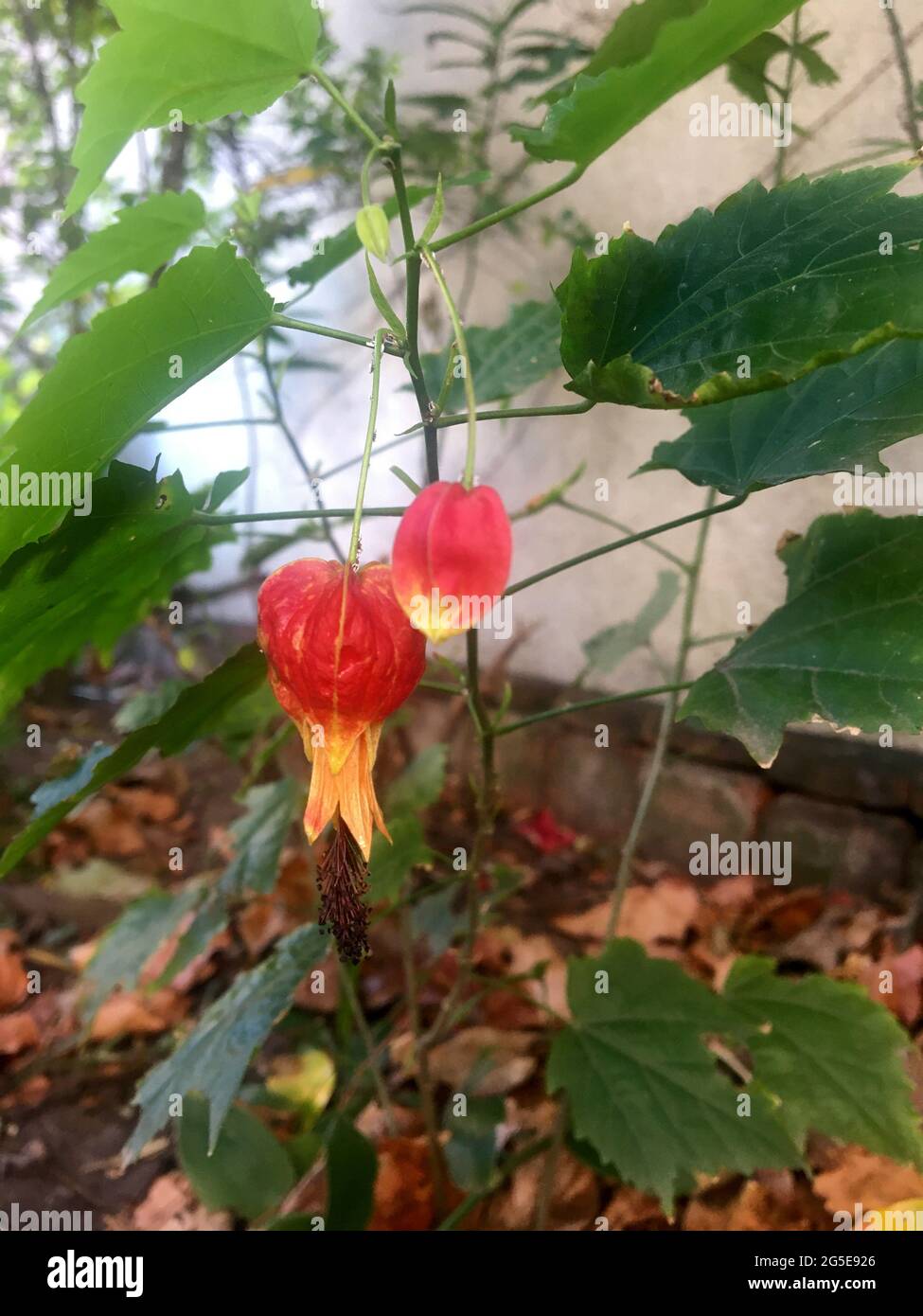 Flowers of an abutilon Stock Photo - Alamy