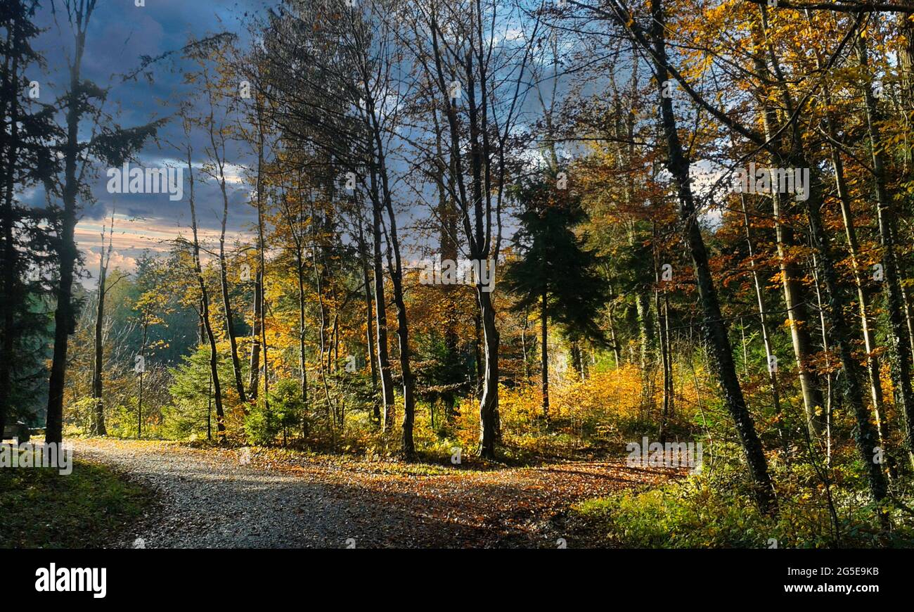 Beautiful sunset in the forest with two diverging wet paths after the ...