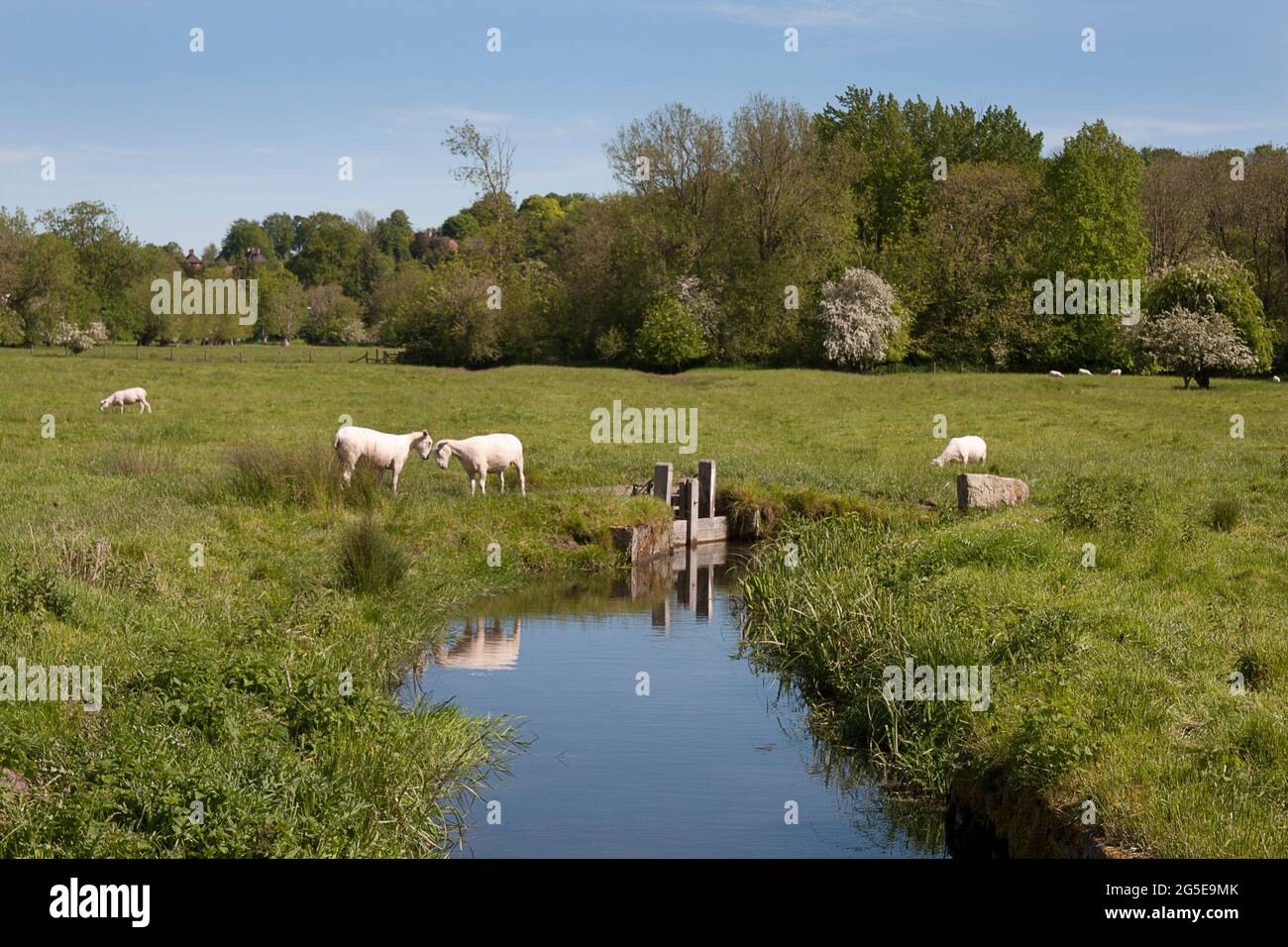 sheep grazing on Harnham water meadows, Salisbury, Wiltshire, England ...