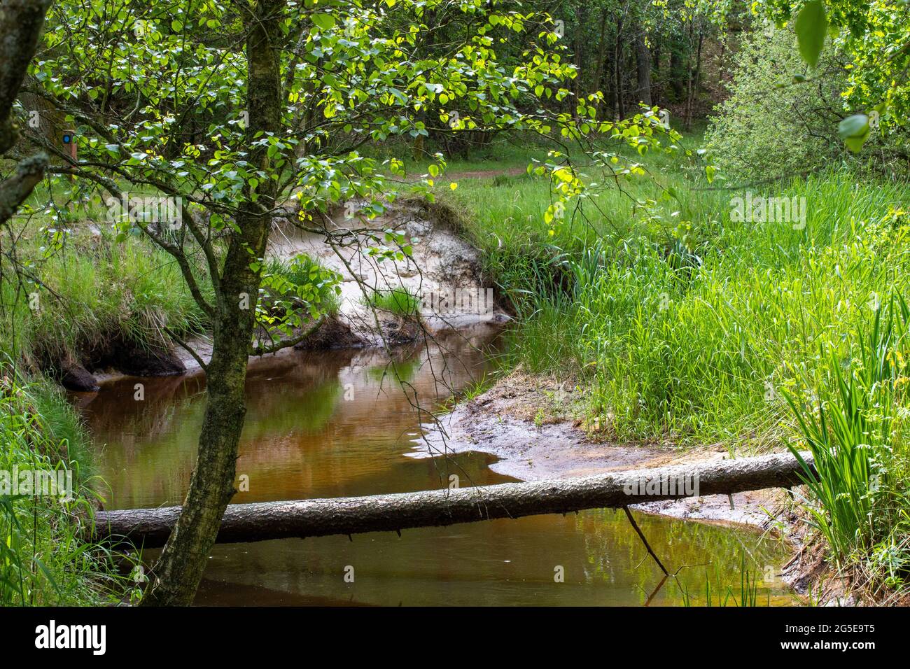 Fallen tree trunk bridge over a river in the forest Stock Photo - Alamy