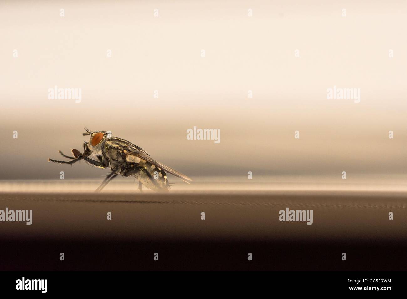 Macro photography of a fly standing in a window with extended arms ...