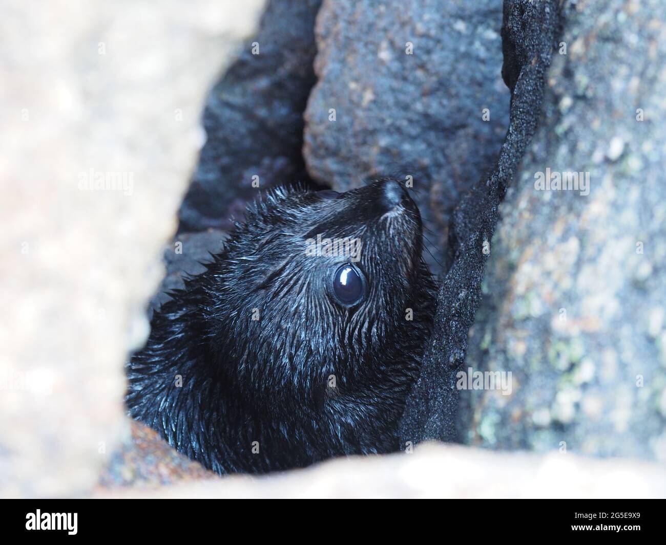 Small, black honey badger between rocks Stock Photo - Alamy