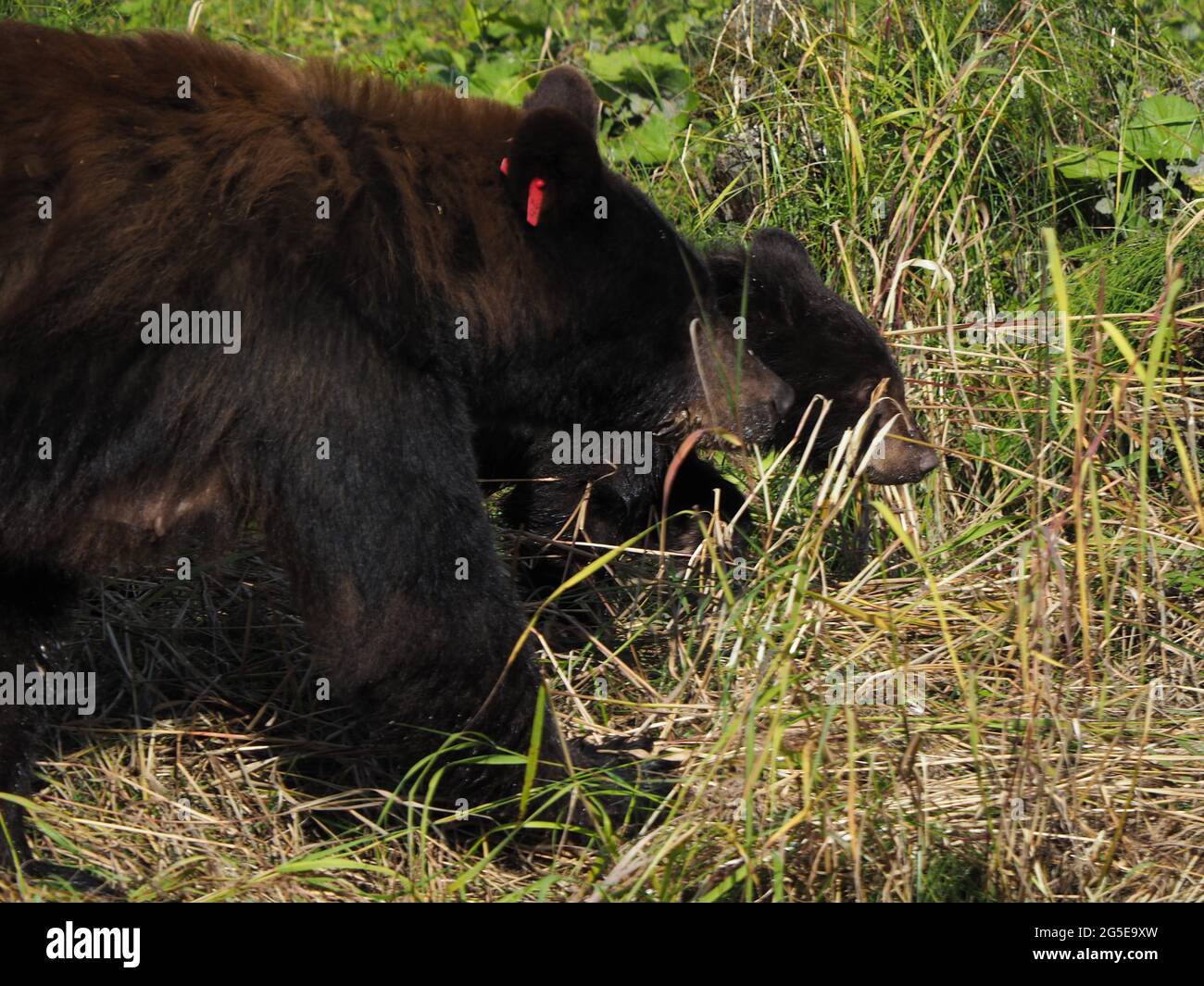 Bears in field hi-res stock photography and images - Alamy