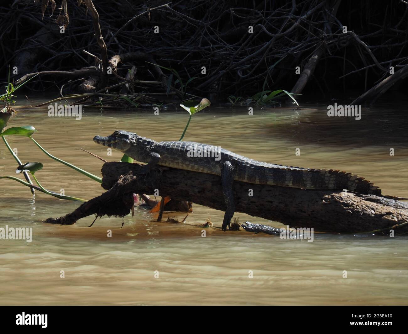Crocodile on the branch of a tree in the river Stock Photo - Alamy