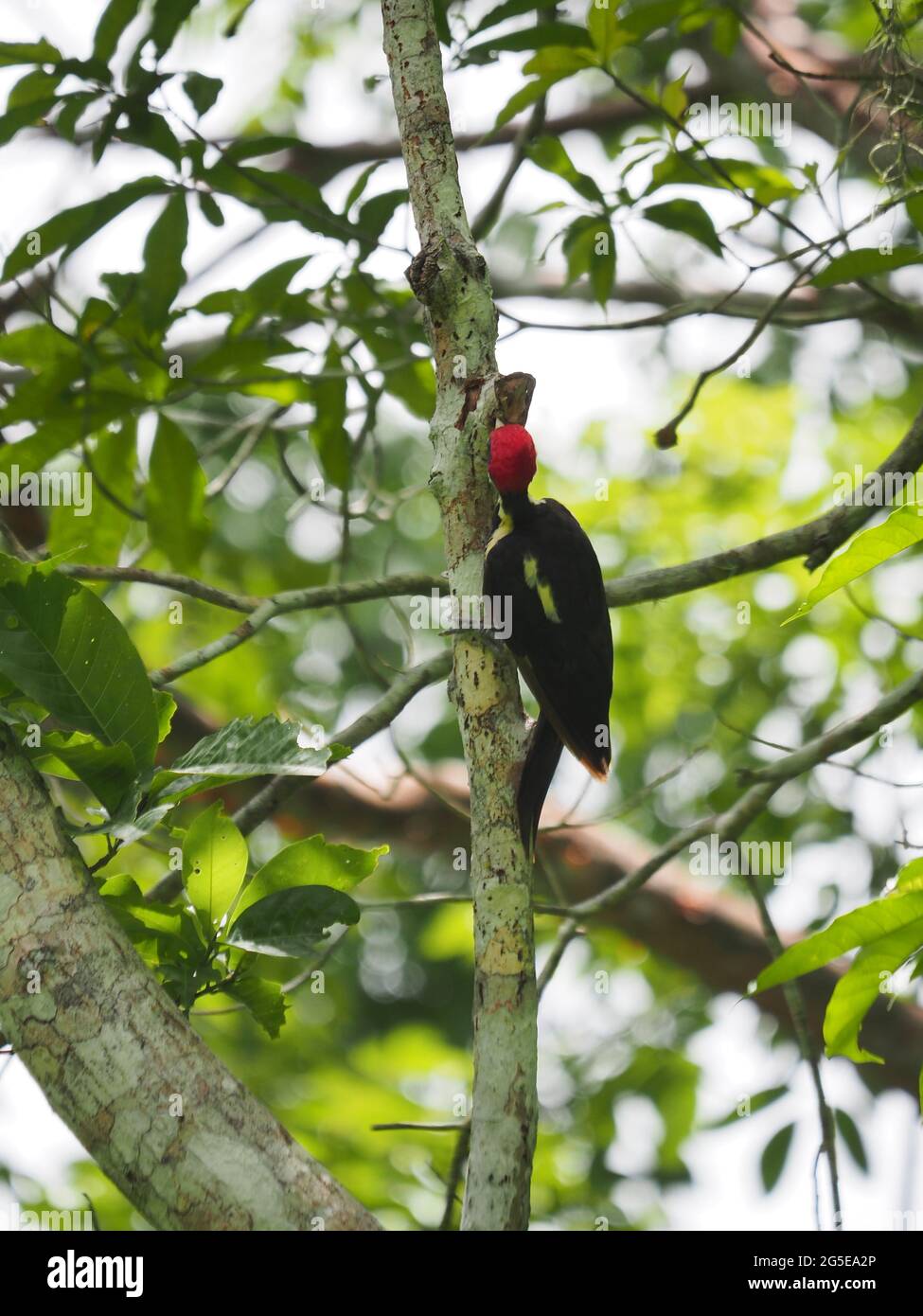 Ivory billed woodpecker hi-res stock photography and images - Alamy