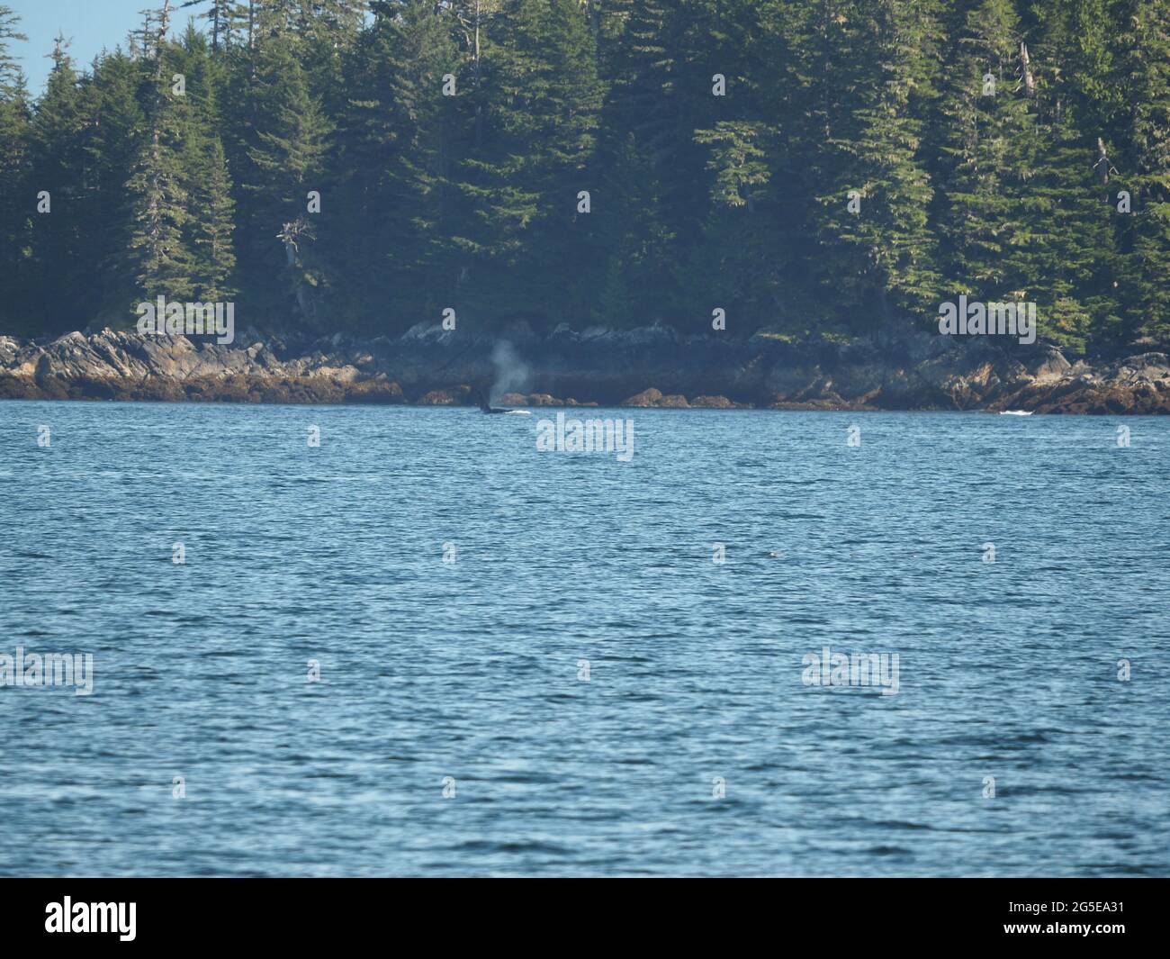 Sea surface and a dense forest Stock Photo - Alamy