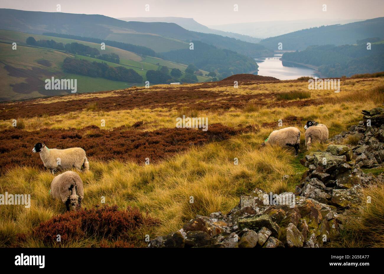 Hiking in the countryside around the Ladybower Reservoir, Peak District ...