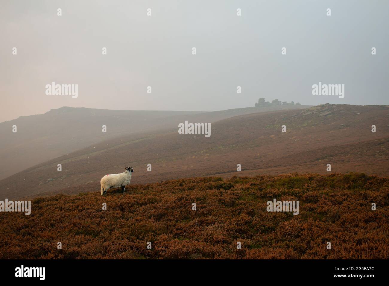 A sheep seen at sunset on a hiking trail around Ladybower water reserve ...