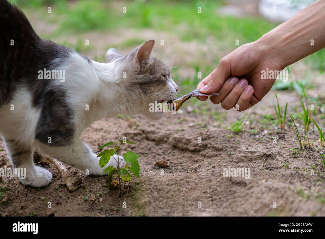 they need your help! person feeds a homeless cat with fish, taking care ...