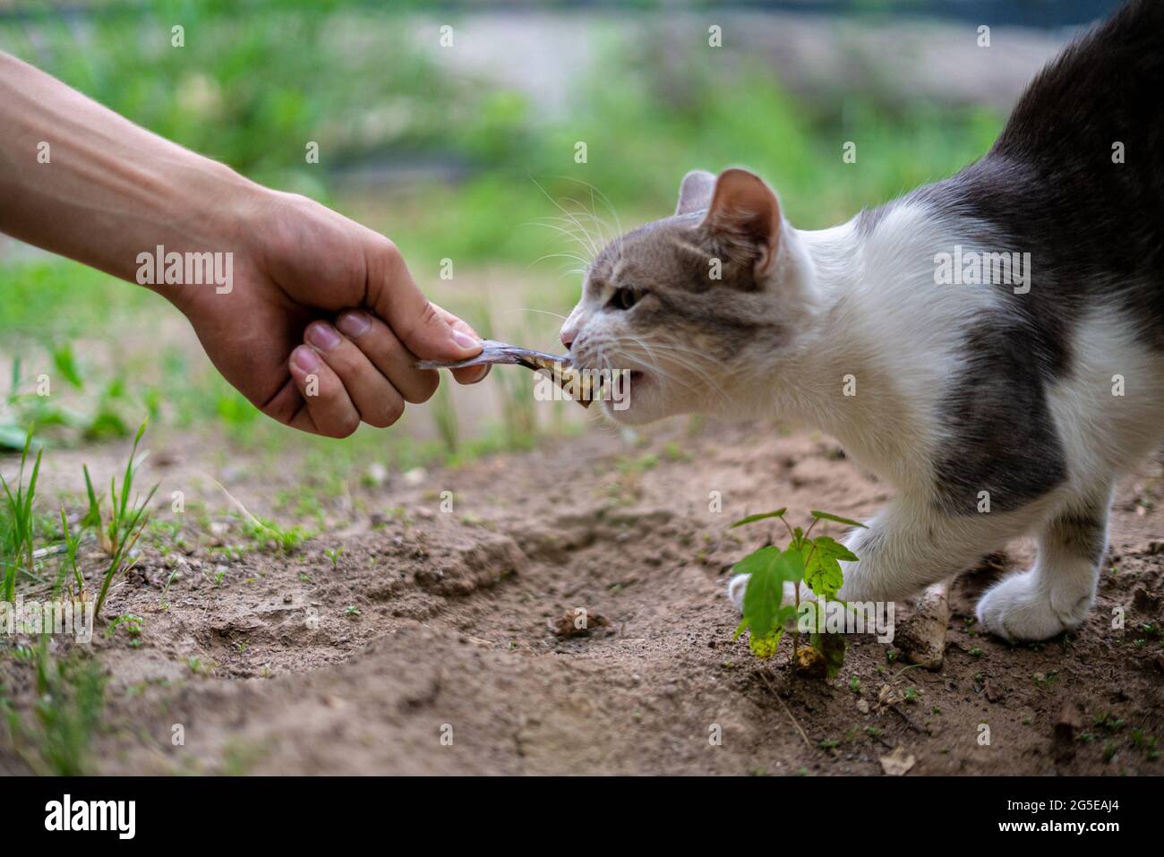 they need your help! person feeds a homeless cat with fish, taking care ...