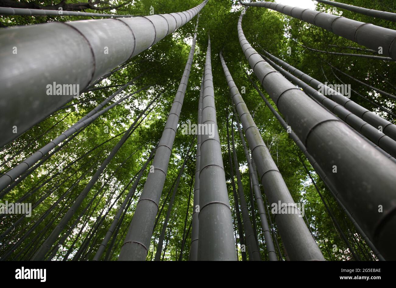 Arashiyama bamboo forest japan hi-res stock photography and images - Alamy
