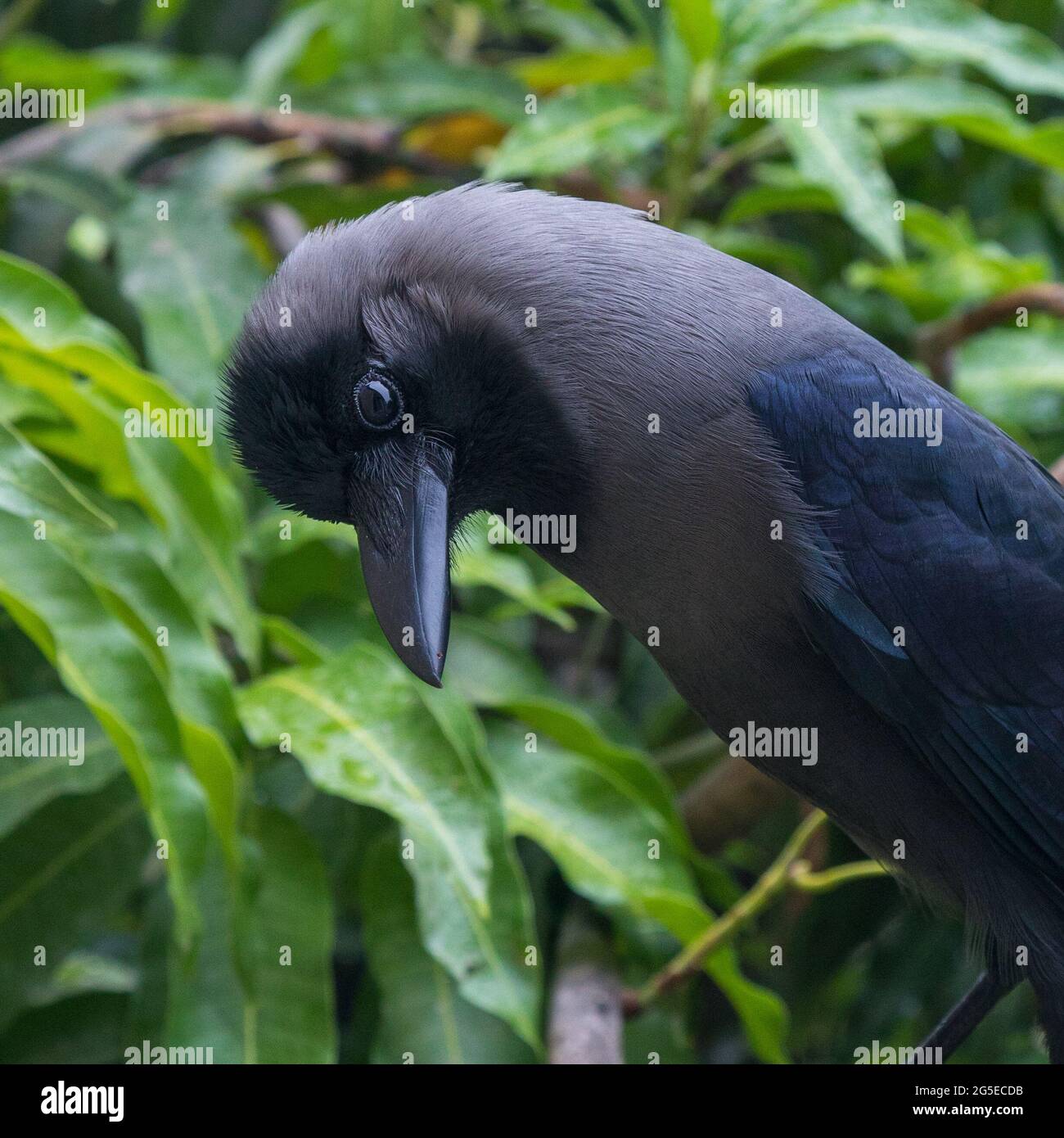Crow model hi-res stock photography and images - Alamy