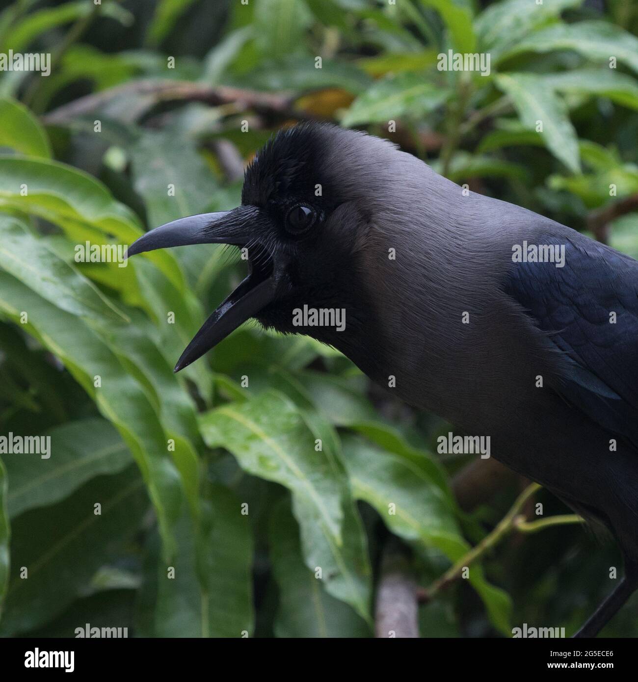 Crow model hi-res stock photography and images - Alamy
