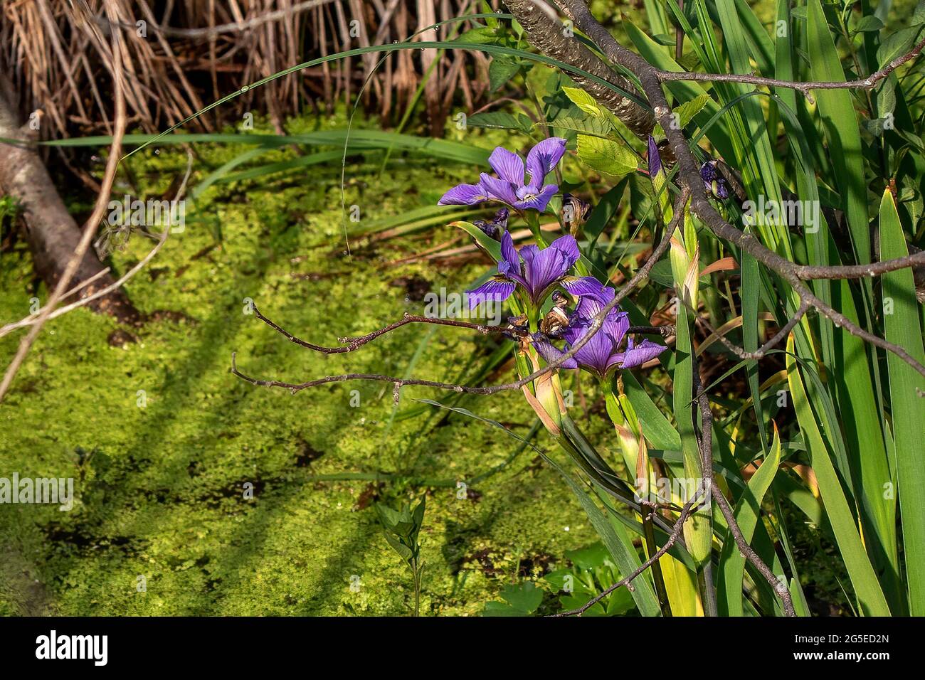 Wild native irises flowers in a wetland. Iris is depicted in mythology ...