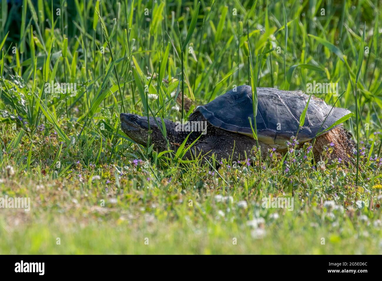 Common snappy turtle hi-res stock photography and images - Alamy