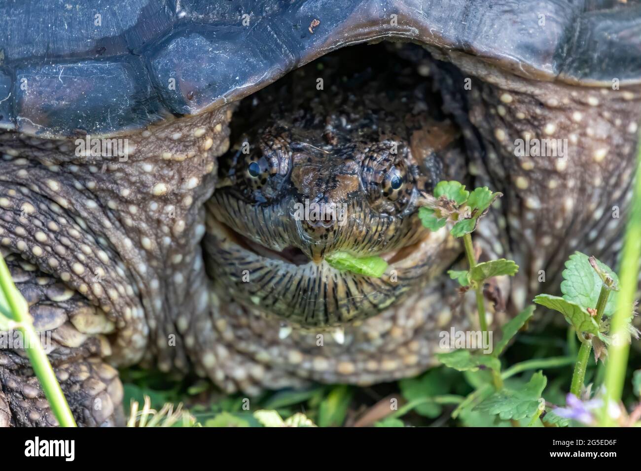 Common snappy turtle hi-res stock photography and images - Alamy