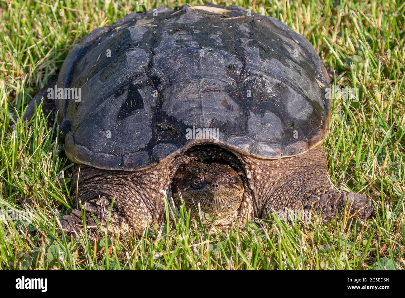 The common snapping turtle (Chelydra serpentina) on a meadow Stock ...
