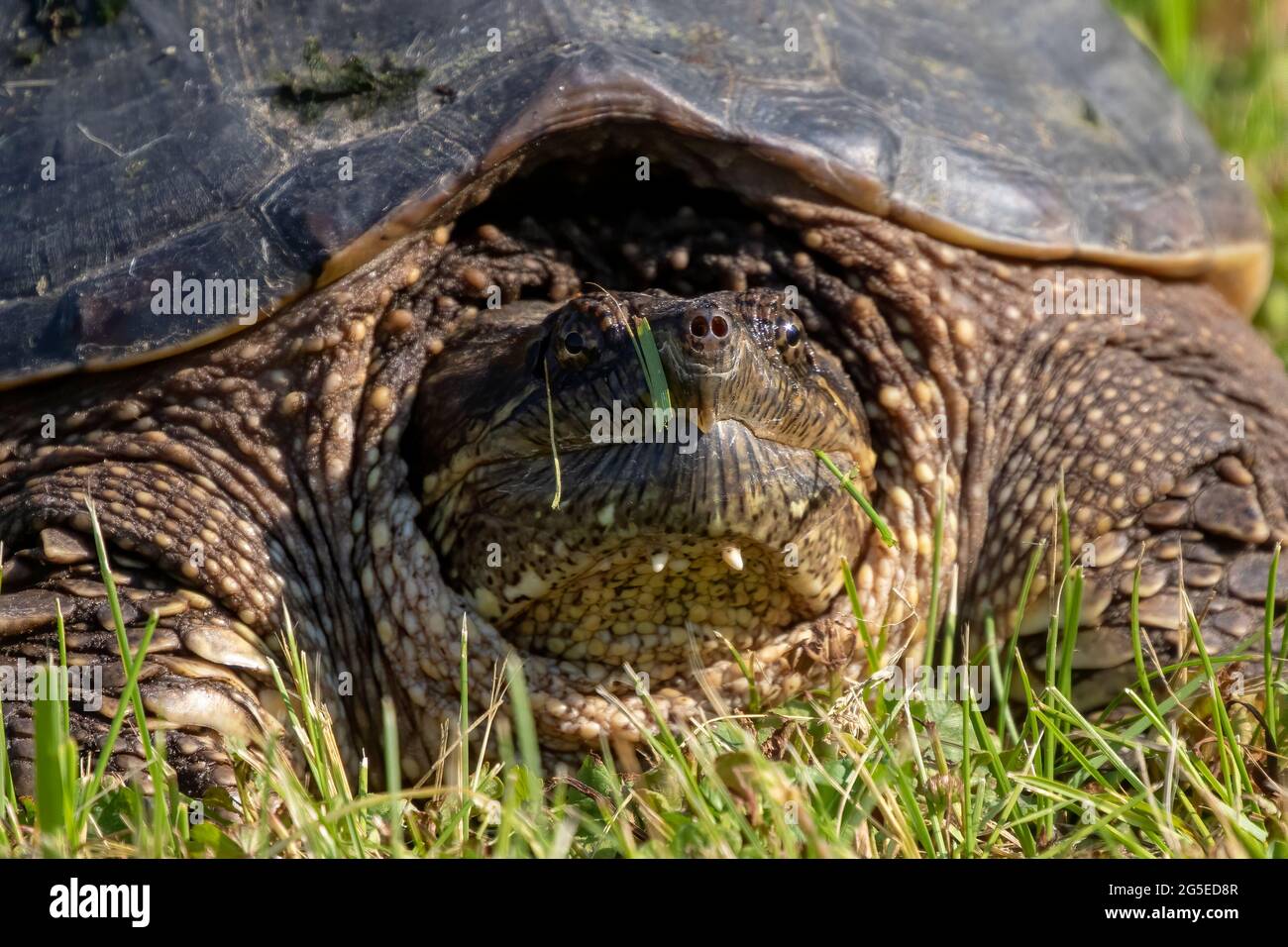 Common snappy turtle hi-res stock photography and images - Alamy