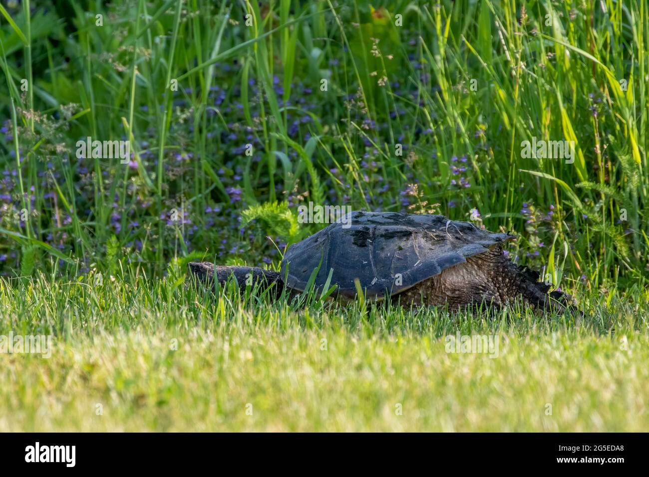 Common snappy turtle hi-res stock photography and images - Alamy