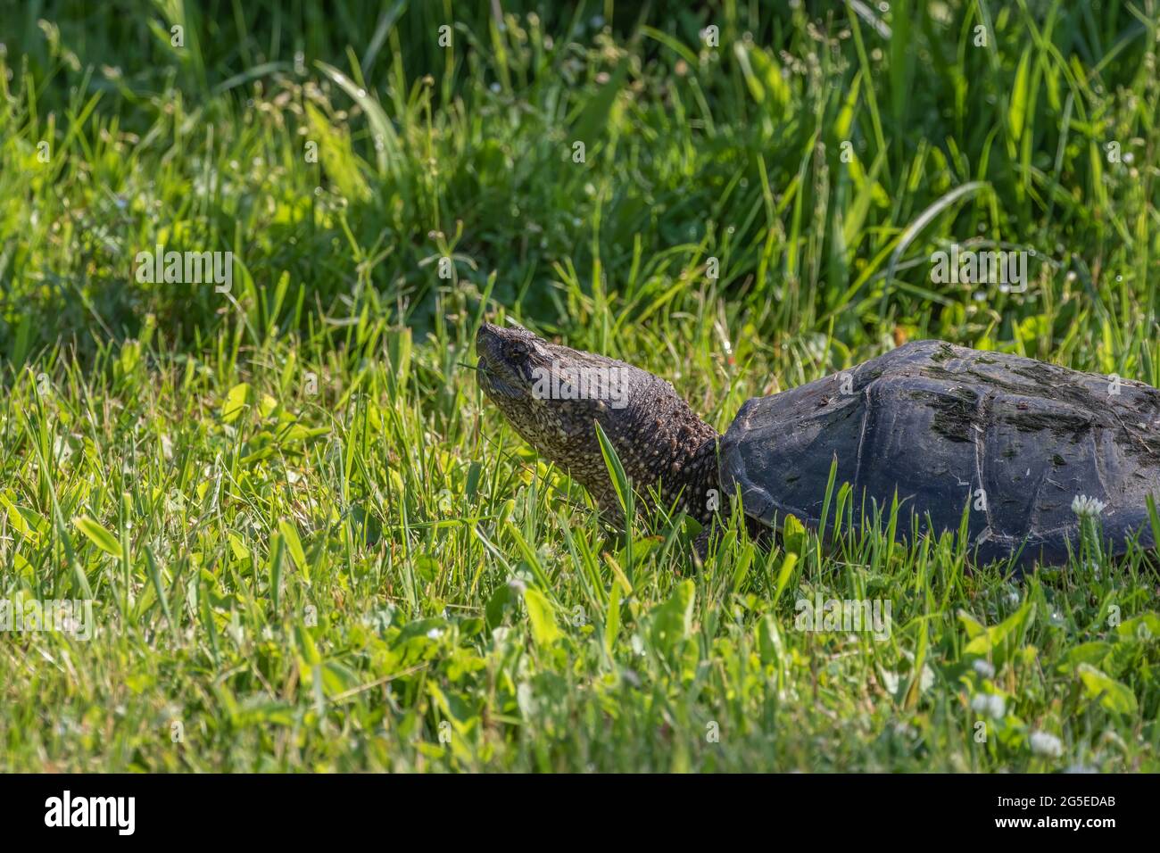Common snappy turtle hi-res stock photography and images - Alamy
