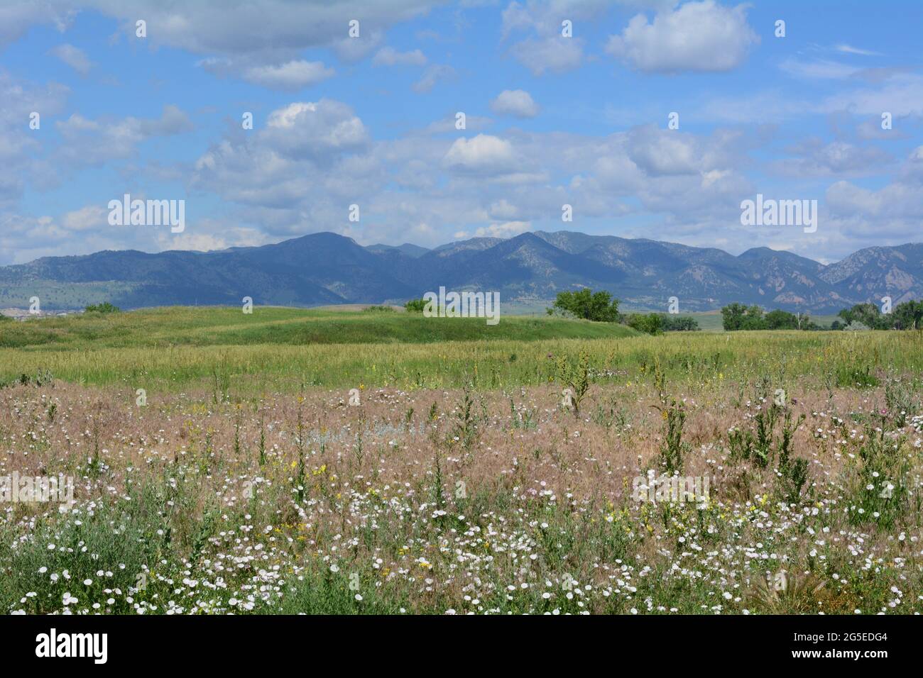 Early summer Colorado landscape with meadow full of field bindweed and ...