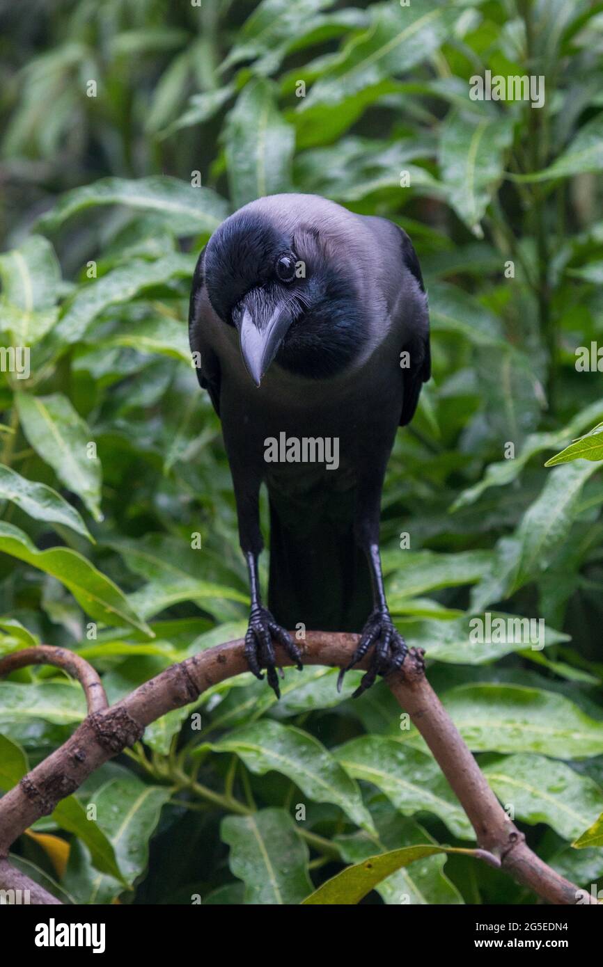 Crow model hi-res stock photography and images - Alamy