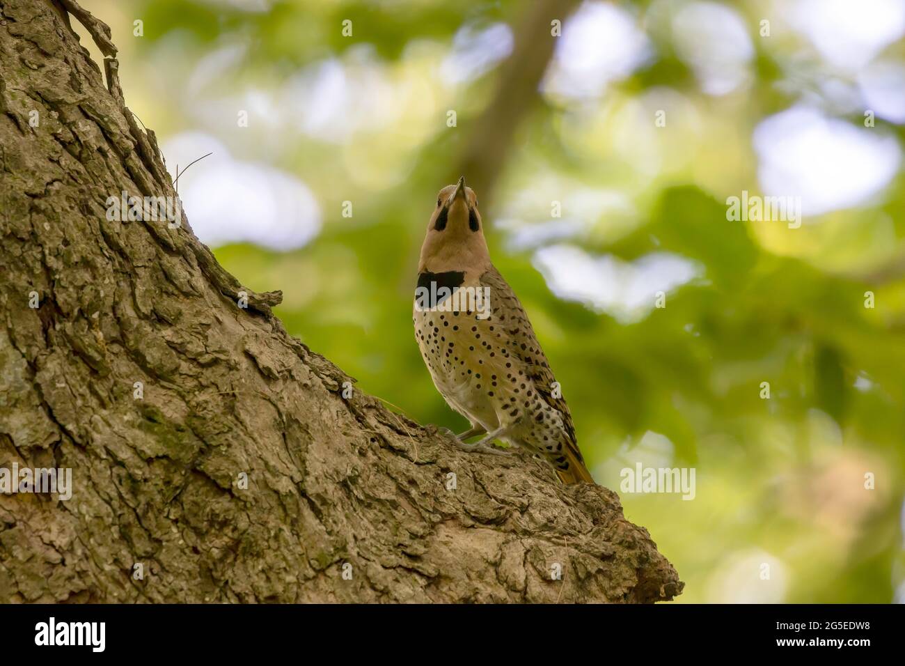 The northern flicker (Colaptes auratus). Is woodpecker native to most ...