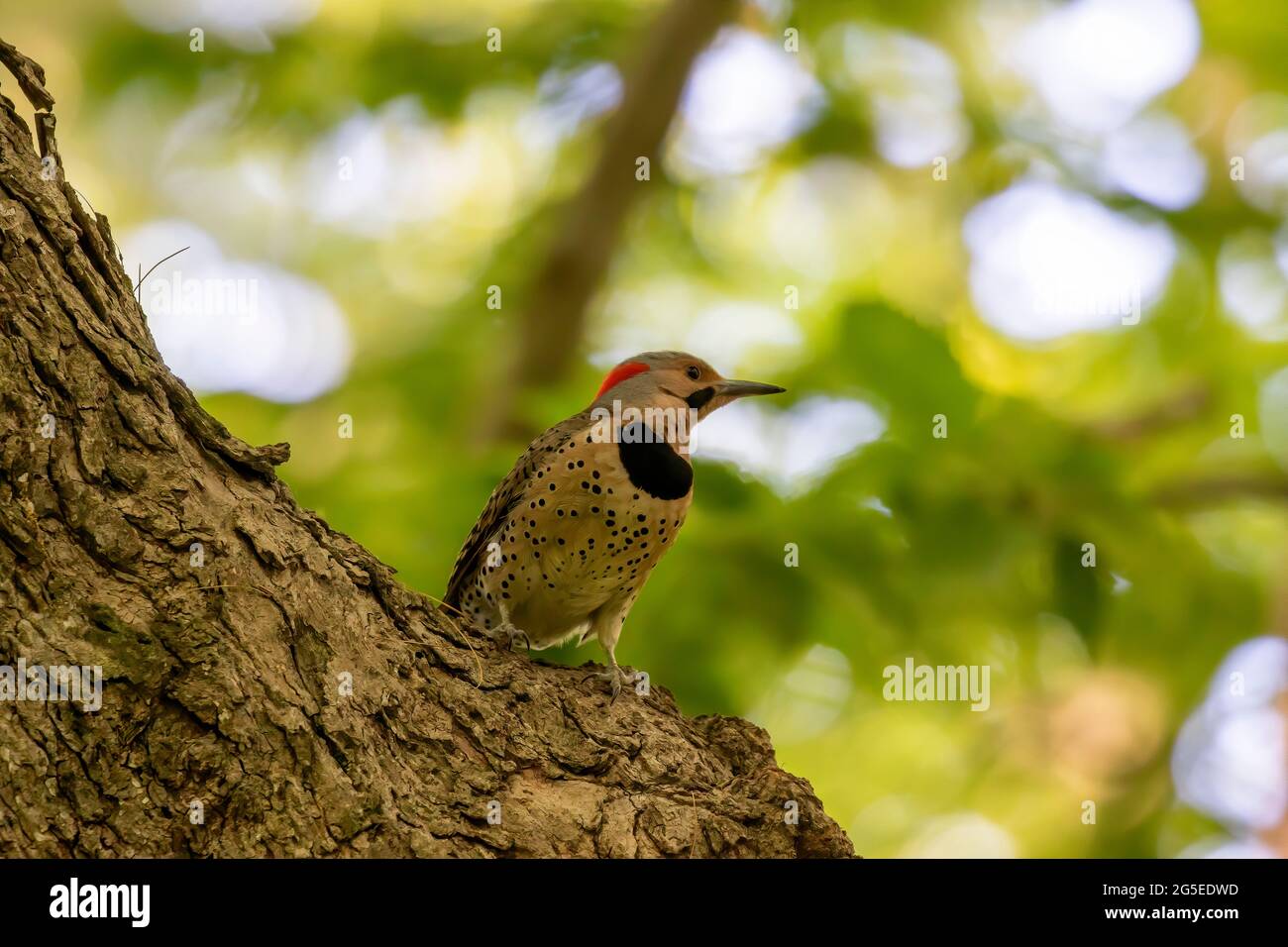 The northern flicker (Colaptes auratus). Is woodpecker native to most ...