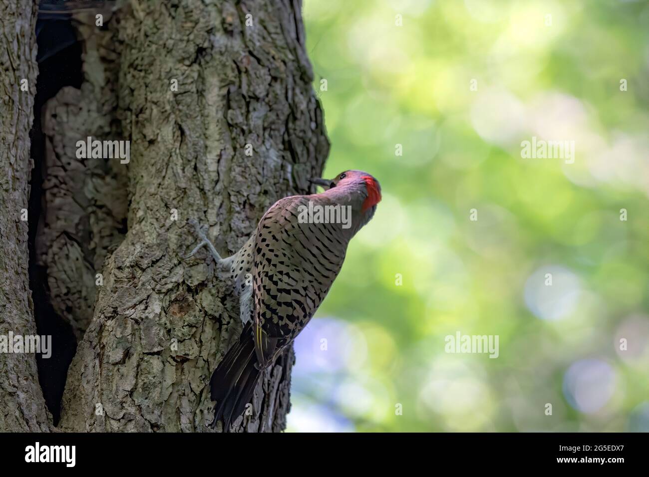 The northern flicker (Colaptes auratus). Is woodpecker native to most ...